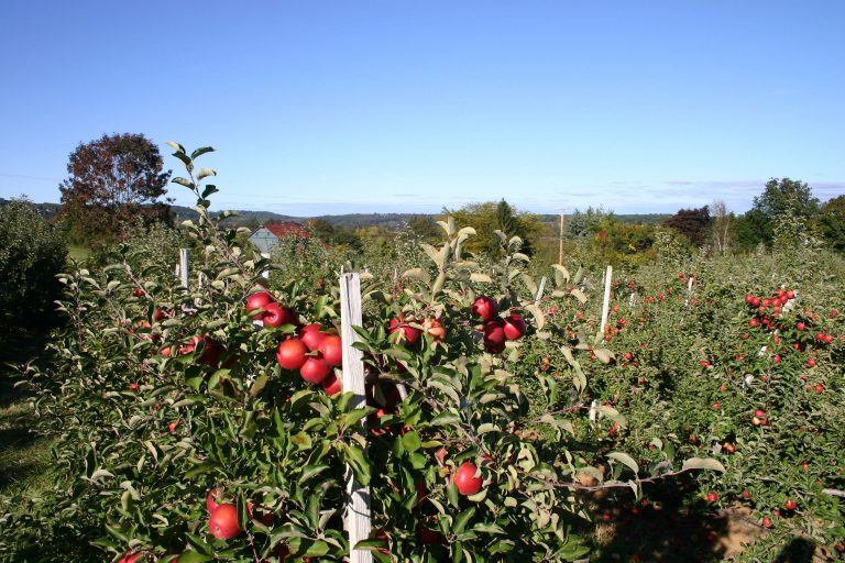 Best Apple Picking U-Pick Farms