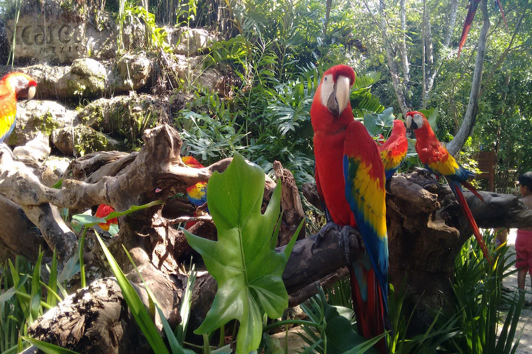 Cancun Family Vacation: 3 Tips When Planning Your Trip - My Family Travels