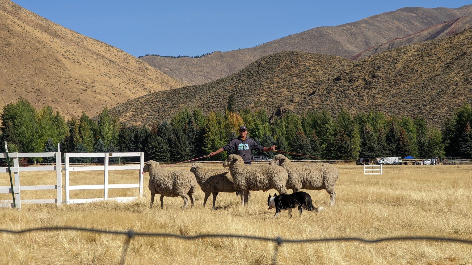 The Sheep Of Sun Valley - My Family Travels
