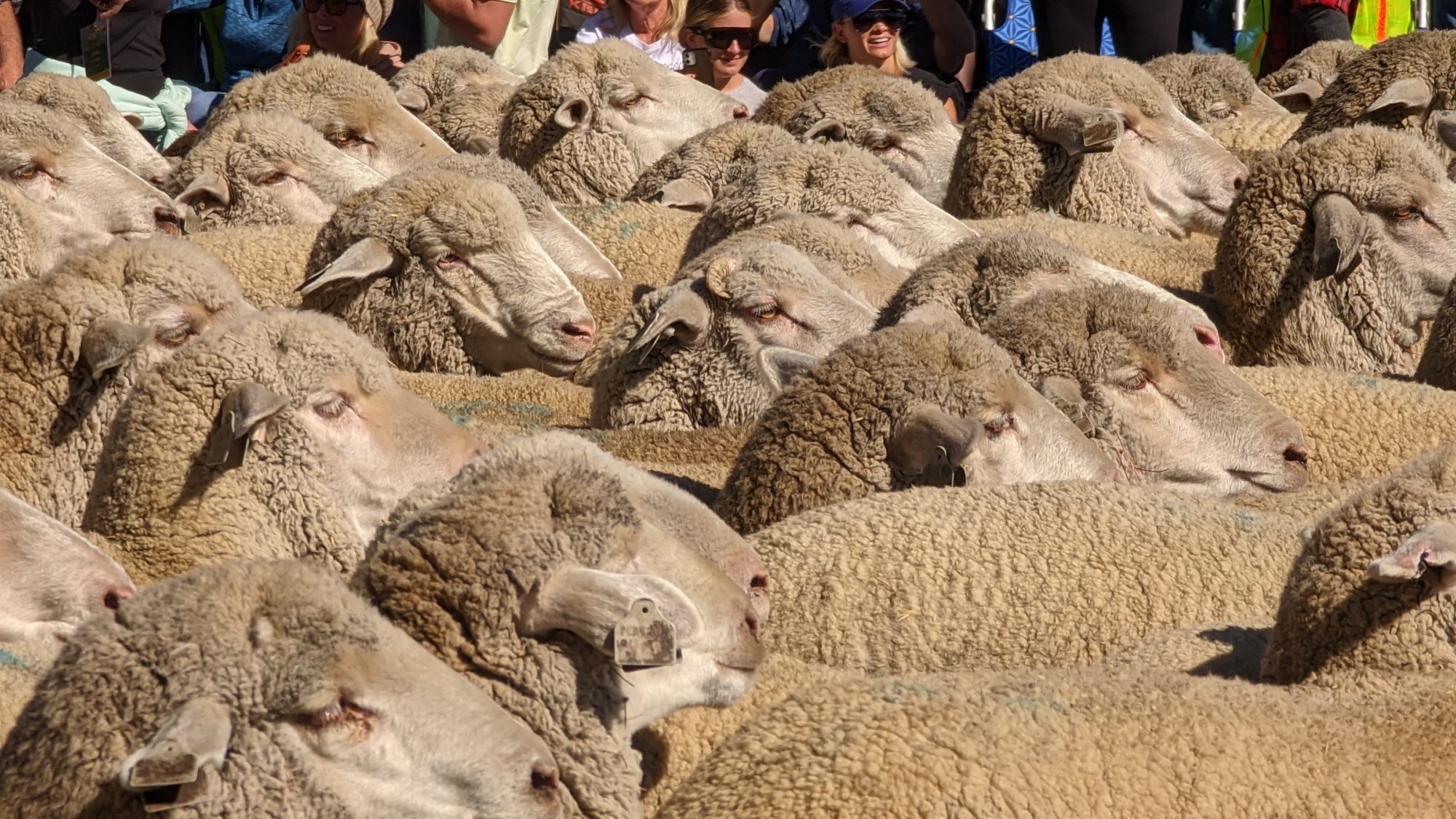 The Sheep Of Sun Valley - My Family Travels