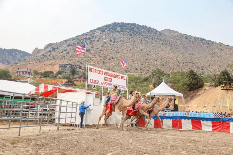Camel Races for a Fun Virginia City, Nevada Weekend