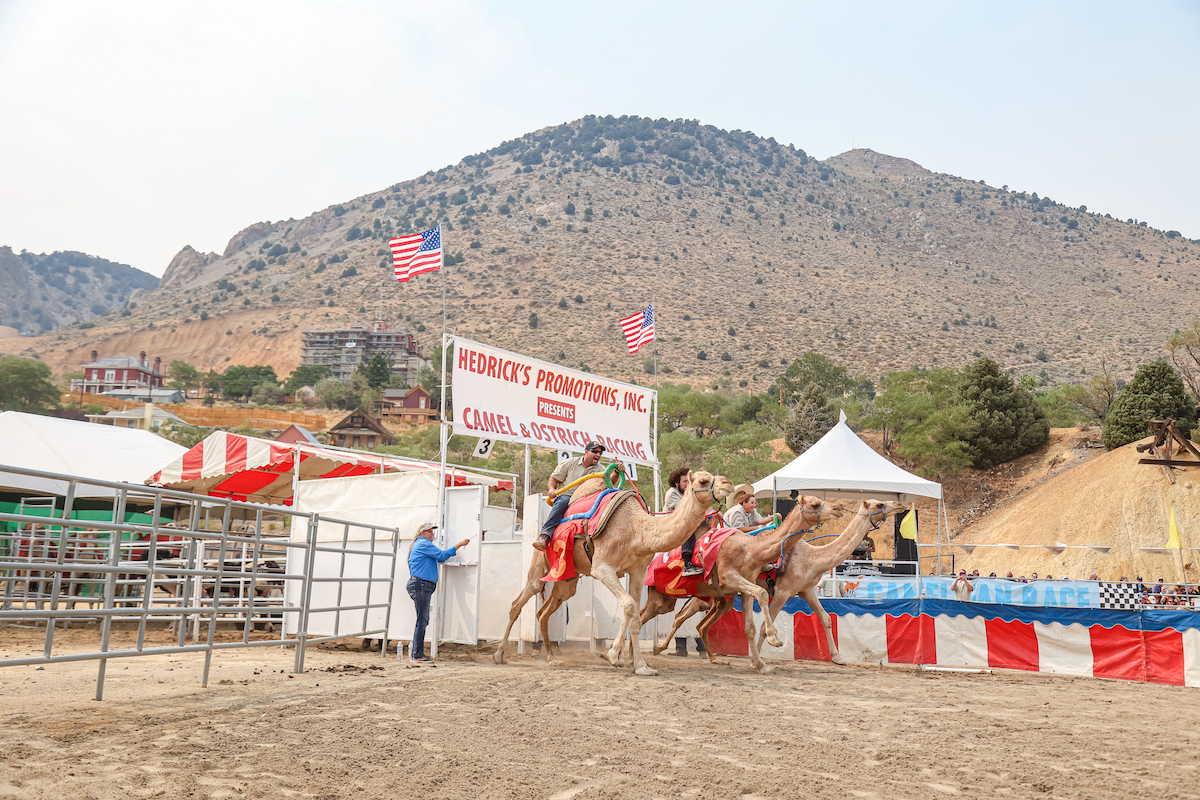 Camel Races for a Fun Virginia City, Nevada Weekend