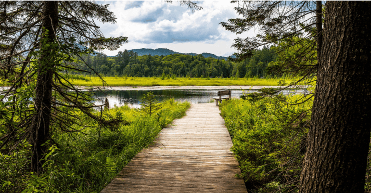 7 Peaceful Forest Walks in Upstate New York