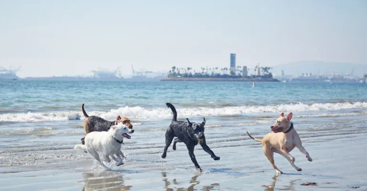 9 California Beaches Perfect For Visiting With Dogs