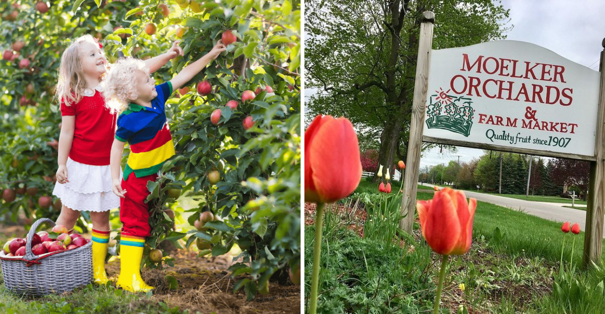 Apple Orchards In Michigan Perfect For A Cozy Autumn Road Trip