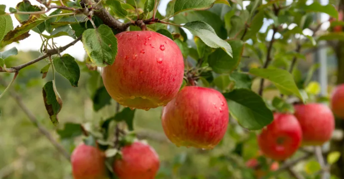 Washington Apples Every Traveler Should Taste On A Fall Journey