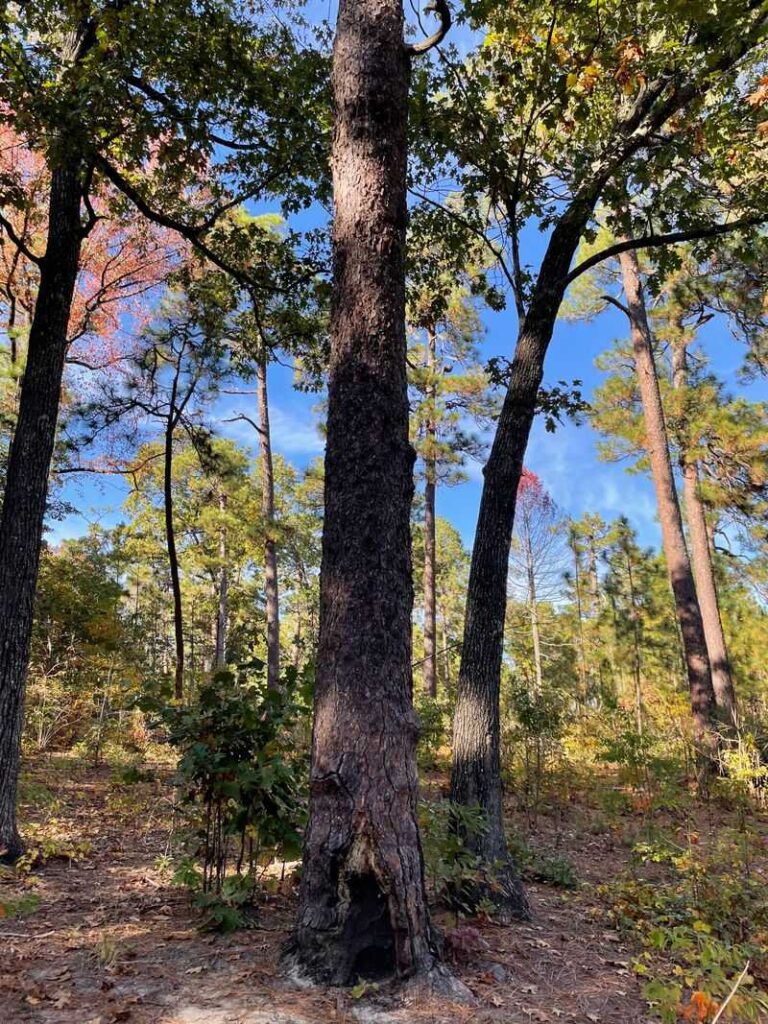 North Carolina’s Pine-Forest Roads That Smell Like Nostalgia and Winter ...