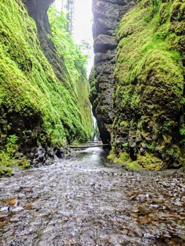 The Oregon Forest Gorge Where Mist Makes the Trails Look Otherworldly