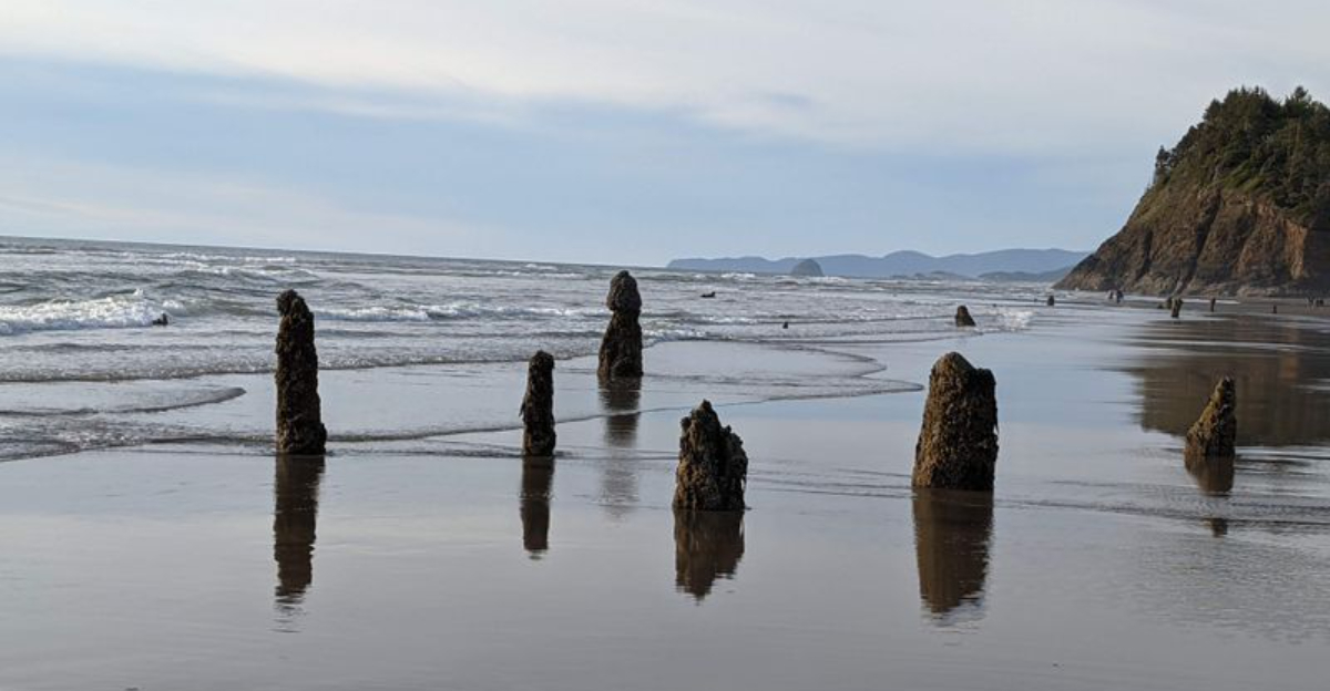 The Oregon Forest That Might Be Hiding More Than Just Trees