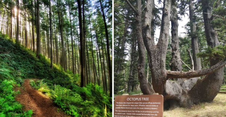 These Lesser-Known Oregon Forests Have Trees So Twisted Locals Swear ...