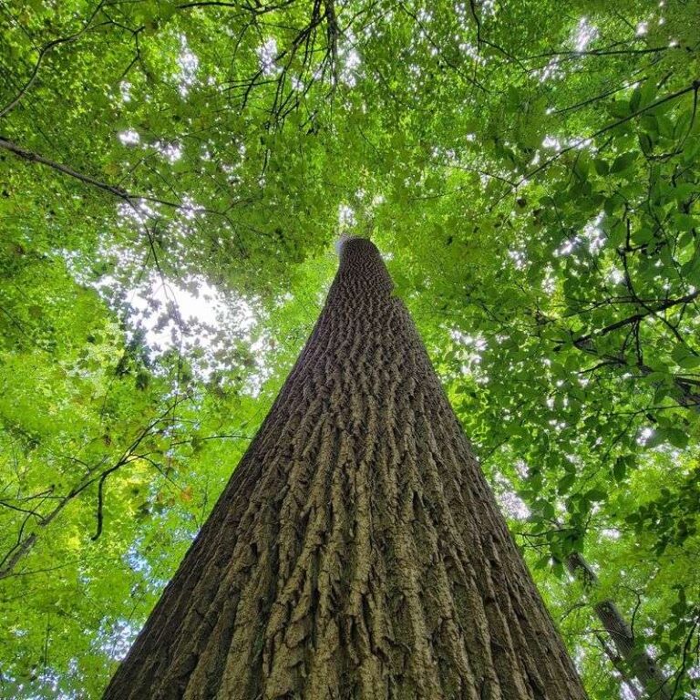 This Indiana Forest Is One of the Last Places on Earth Where You Can ...