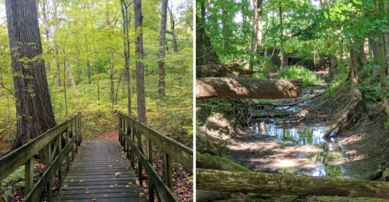 This Indiana Forest Is One of the Last Places on Earth Where You Can ...