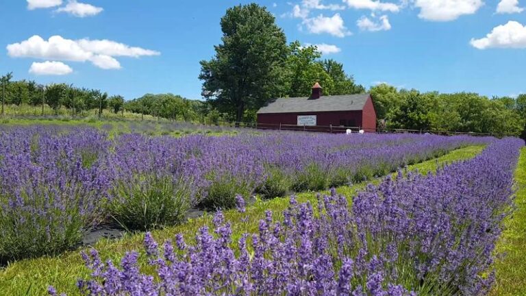 This New Jersey Lavender Retreat Feels Lifted Straight From The French ...