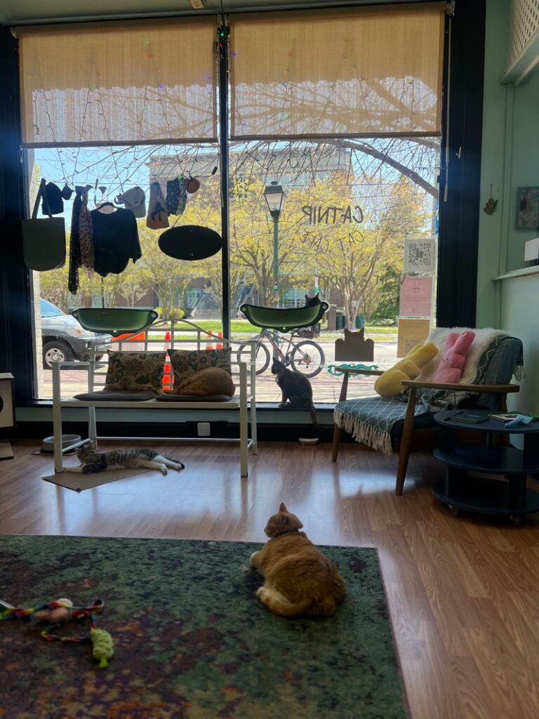 This Virginia Cat Cafe Is The Largest Feline Sanctuary In The Region