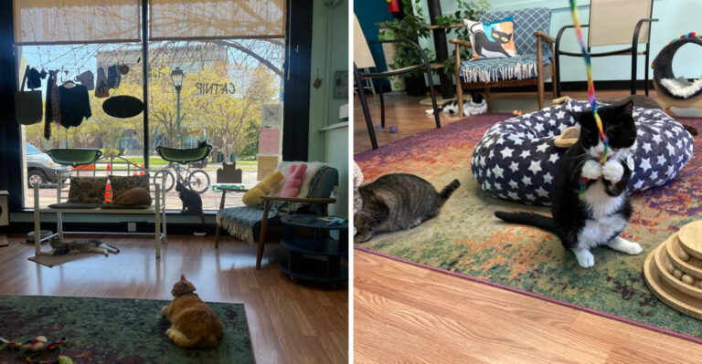 This Virginia Cat Cafe Is The Largest Feline Sanctuary In The Region