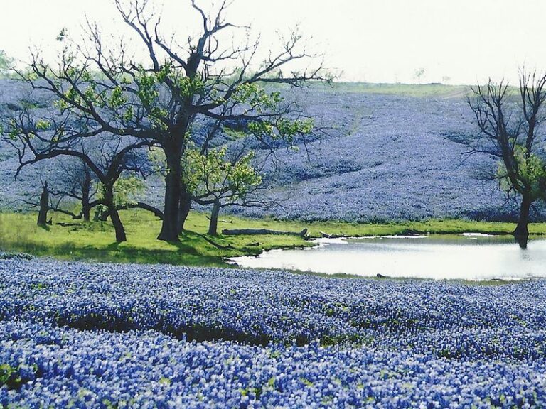 The Small Texas Town Known For Its Massive Bluebonnet Fields Each Spring