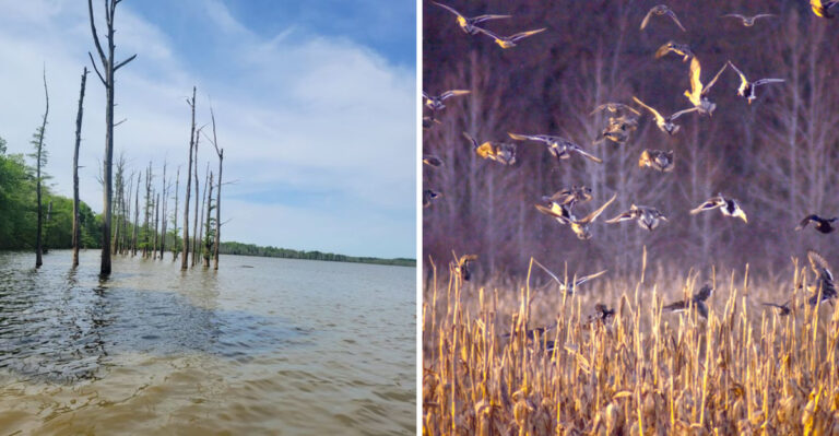 This 5-Mile Indiana Paddle Takes You Through a Flooded Cypress Swamp