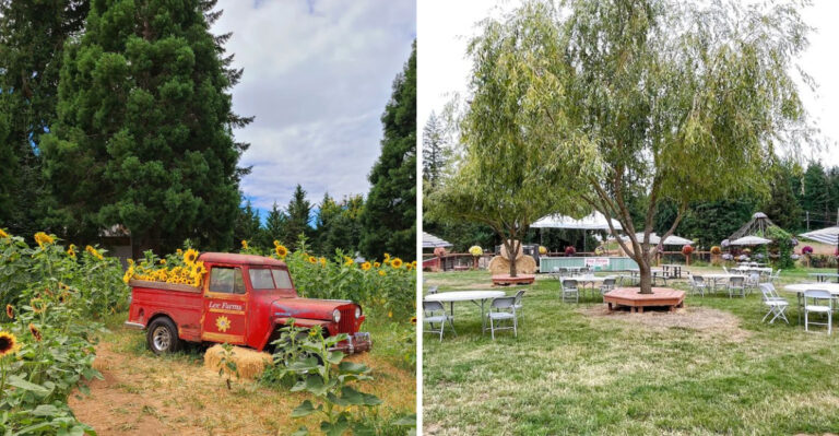 This Charming Oregon Farm Is Famous For Its Giant Sunflower Fields