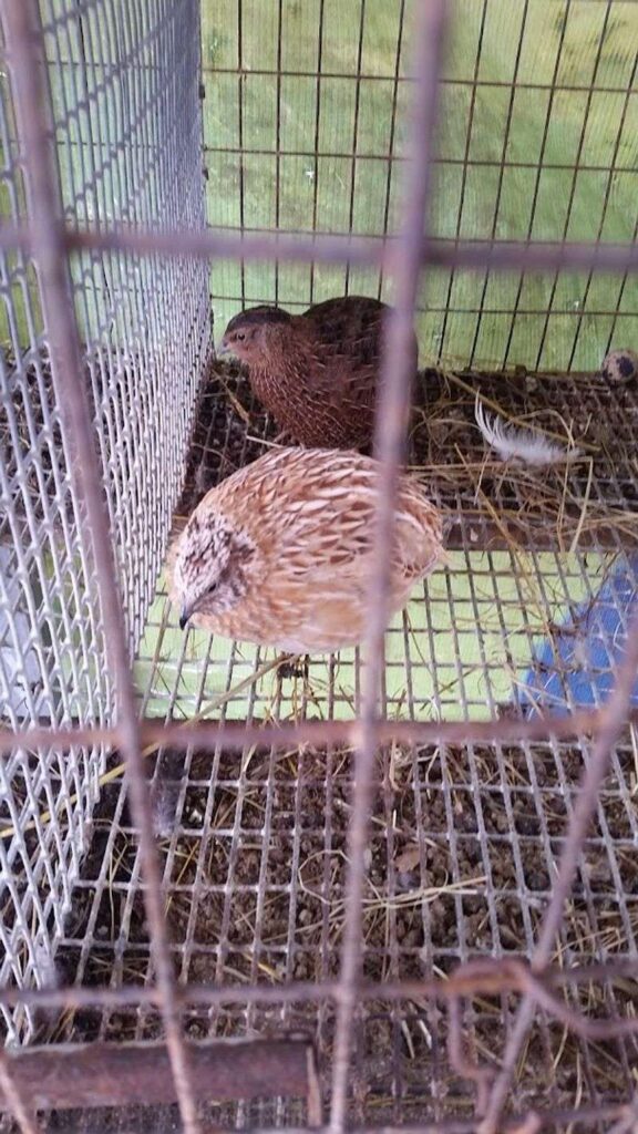 This Indiana Swap Meet Only Opens for a Rare Hunt of Farm Animals ...