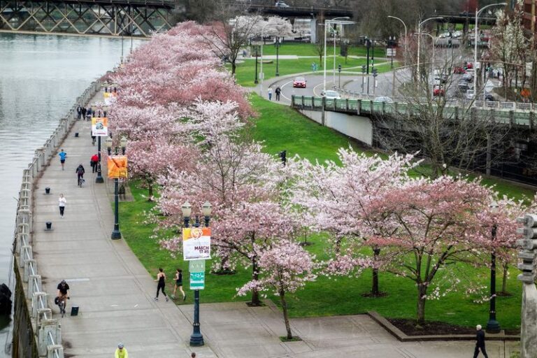 When to Expect Oregon's Waterfront Cherry Blossoms to Peak This Spring