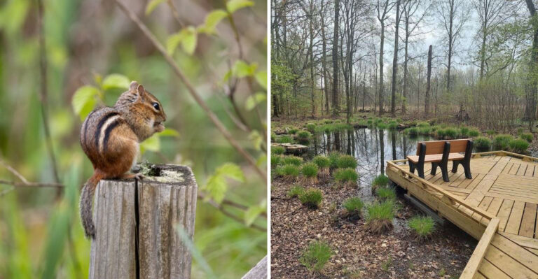 Experience Thriving Wildlife This Spring On A Secluded New Jersey ...