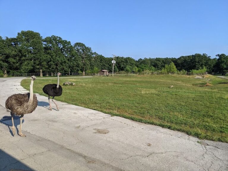 This Missouri Safari Park Has Incredible Exotic Animals You Can See ...