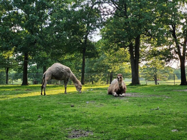 This Missouri Safari Park Has Incredible Exotic Animals You Can See ...