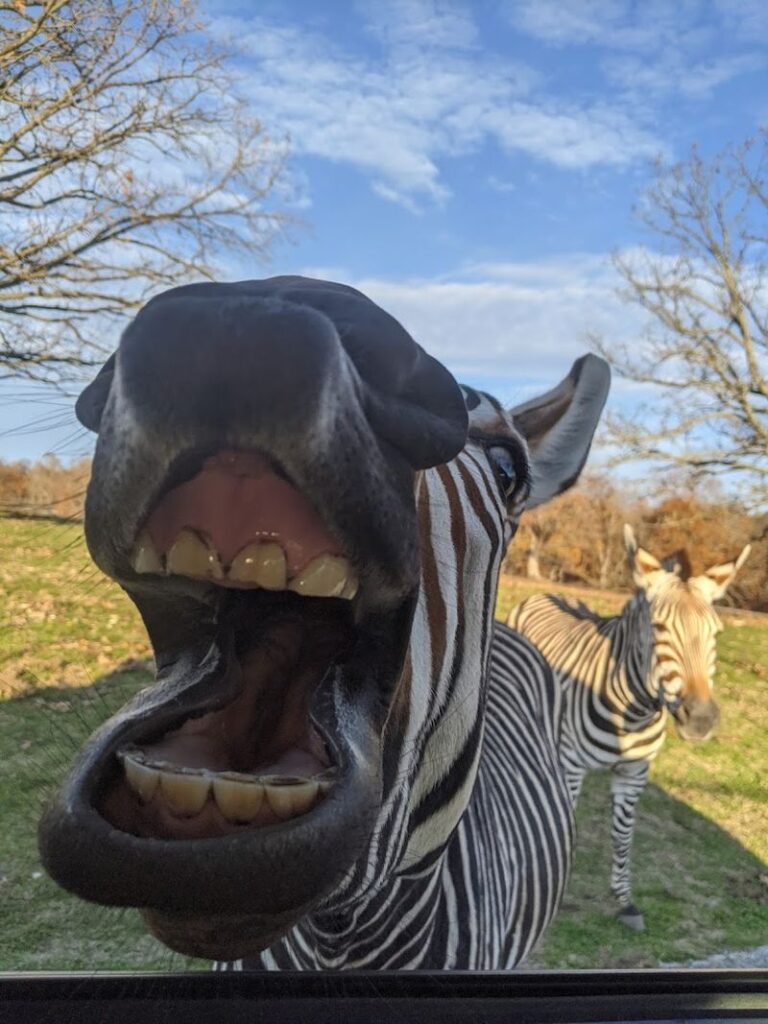 This Missouri Safari Park Has Incredible Exotic Animals You Can See ...
