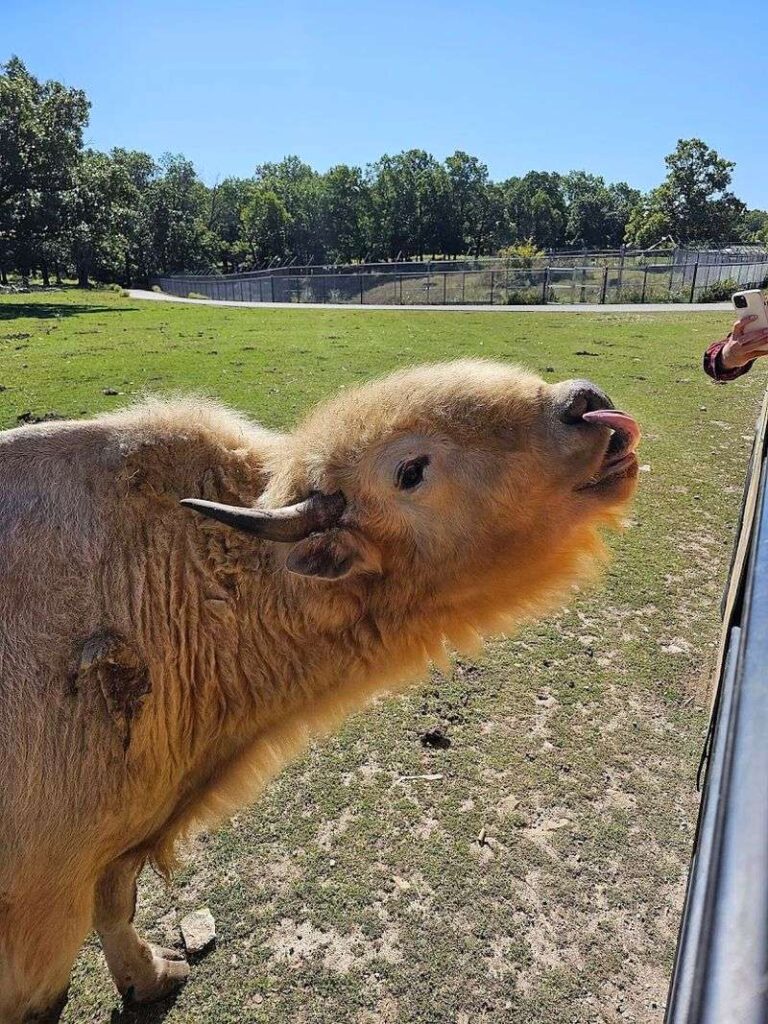 This Missouri Safari Park Has Incredible Exotic Animals You Can See ...