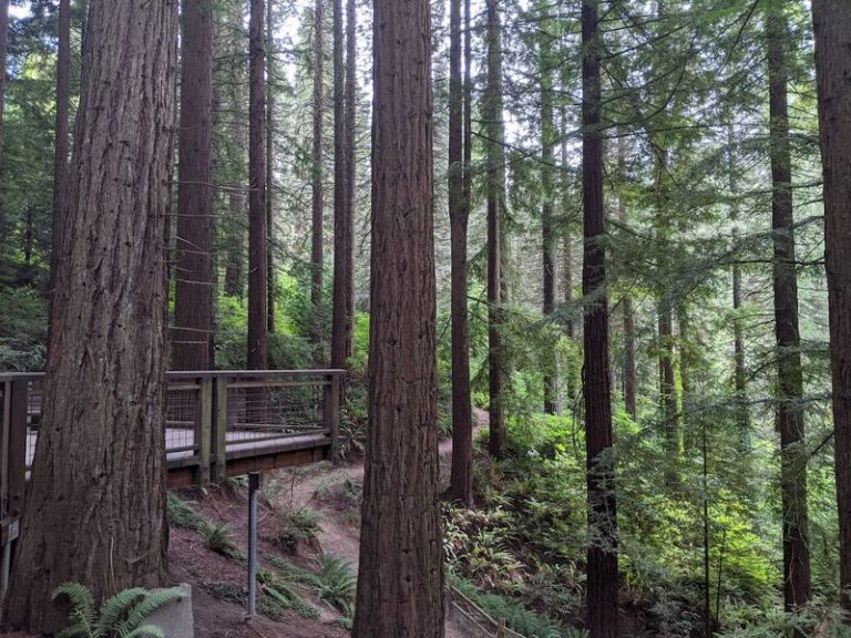 The Oregon "Narnia Trail" That Turns a Simple Family Hike Into a ...