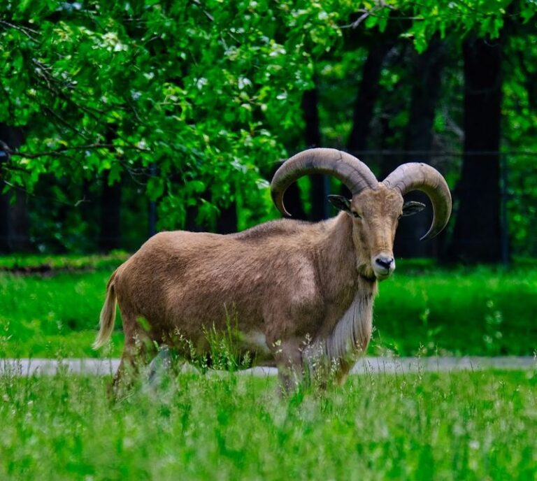 This Missouri Safari Park Has Incredible Exotic Animals You Can See ...