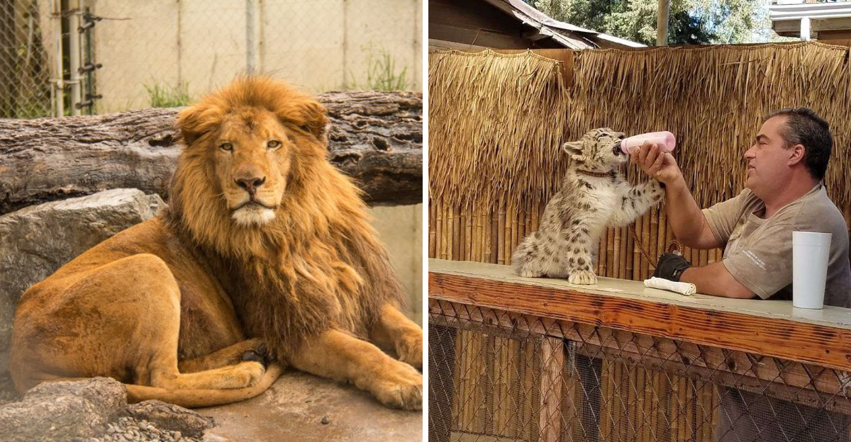 This Cute Little Zoo In Oregon Might Be The Best Budget-Friendly Family ...