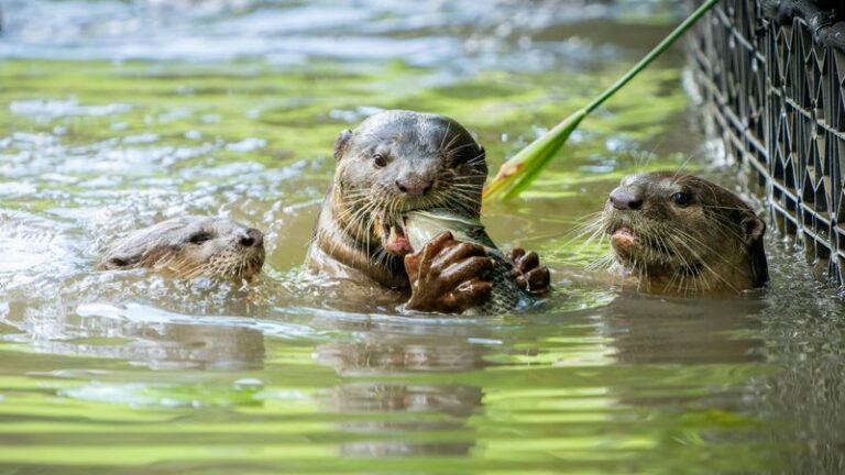 This Oregon Coast Aquarium Is a Must-Visit Right Now Thanks to Its ...