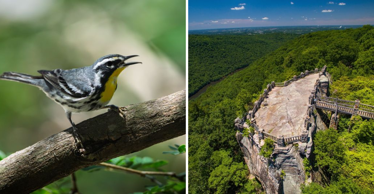 11 Birdwatching Destinations In West Virginia For Year-Round Sightings ...