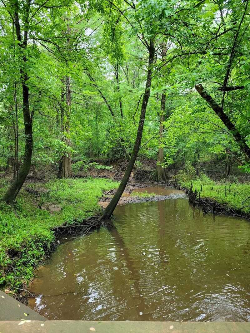 This Hidden Oklahoma Swamp Boardwalk Takes You Through A Cypress Forest ...