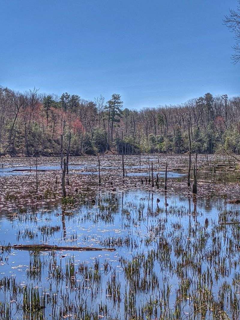 This Maryland Park Lets You Dig for Ancient Fossils Dating Back Over 8 ...