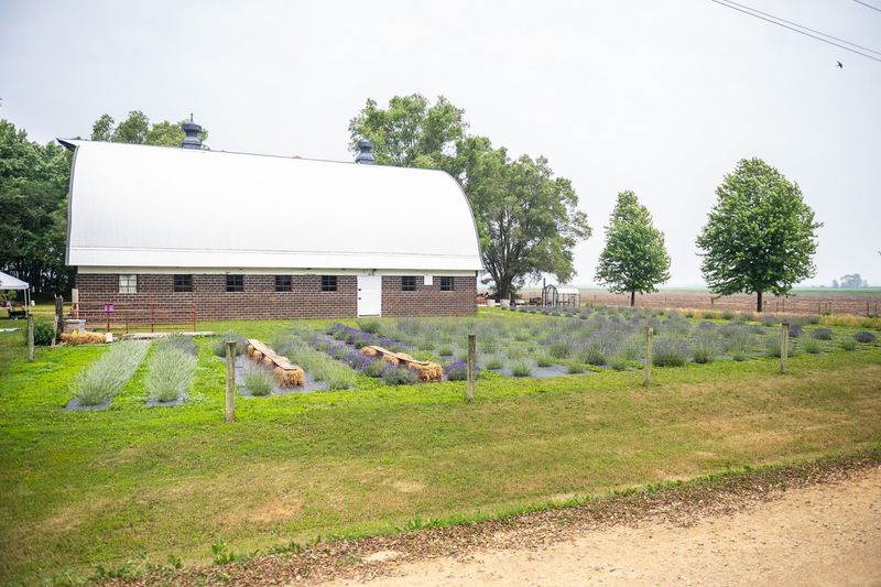 These Minnesota Lavender Farms and Flower Fields Are Perfect for a ...