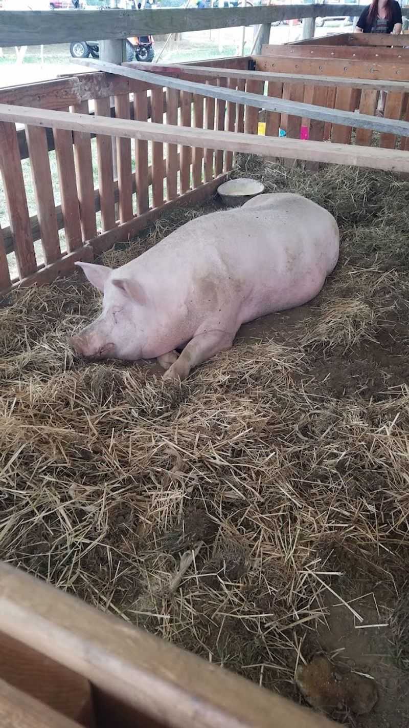 80,000 New Jerseyans Flock To This Free Farm Fair Every July For Rodeos ...