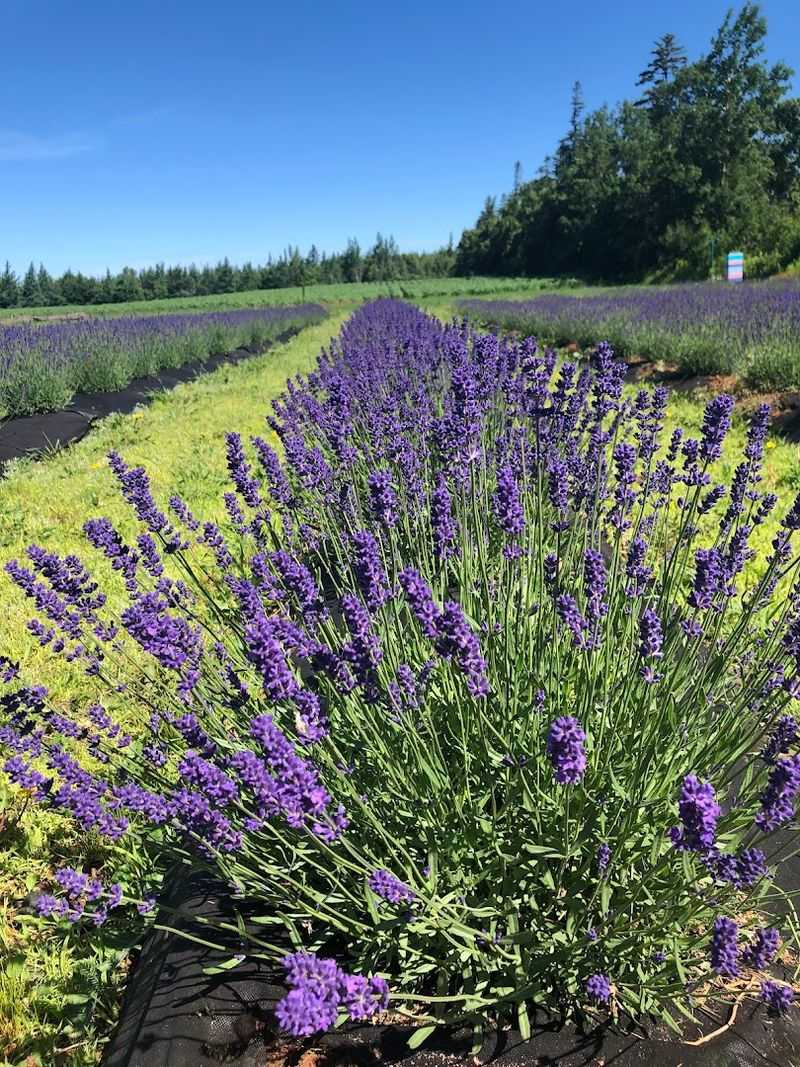 These Minnesota Lavender Farms and Flower Fields Are Perfect for a ...