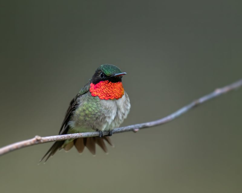 You Can Get Up Close To Wild Hummingbirds At This Enchanted New Jersey ...