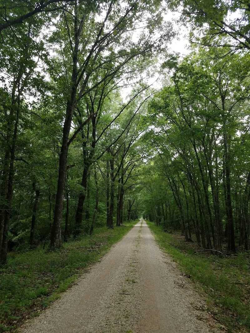 This Hidden Missouri Swamp Boardwalk Takes You Through A Cypress Forest ...