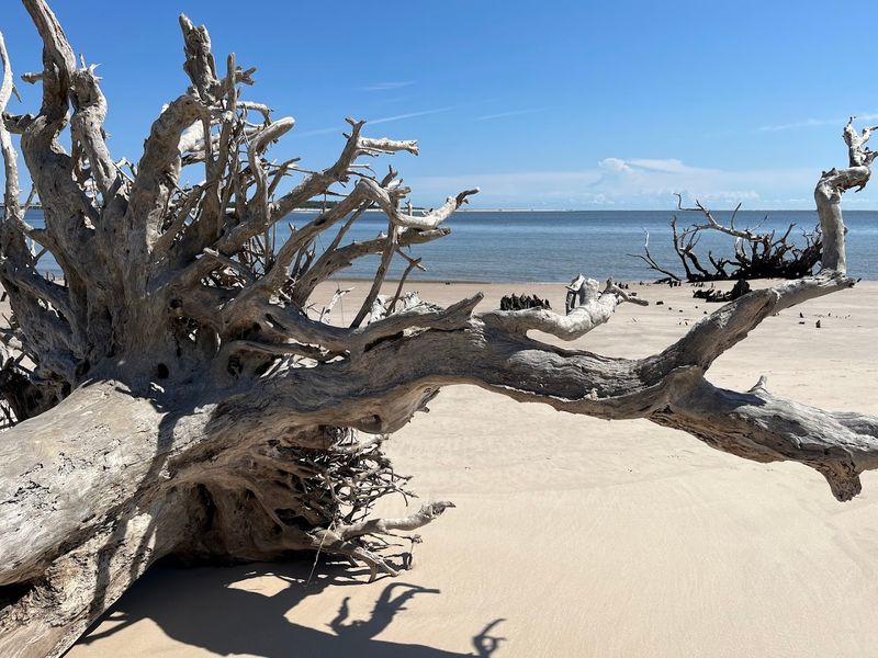 You Won't Find Powdered Sugar Sand Here, Just Bleached Trees and the ...