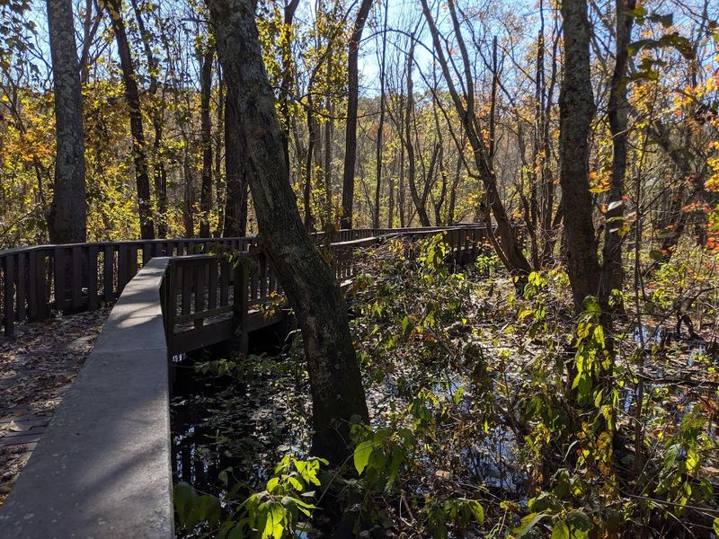 This Hidden Missouri Swamp Boardwalk Takes You Through A Cypress Forest ...