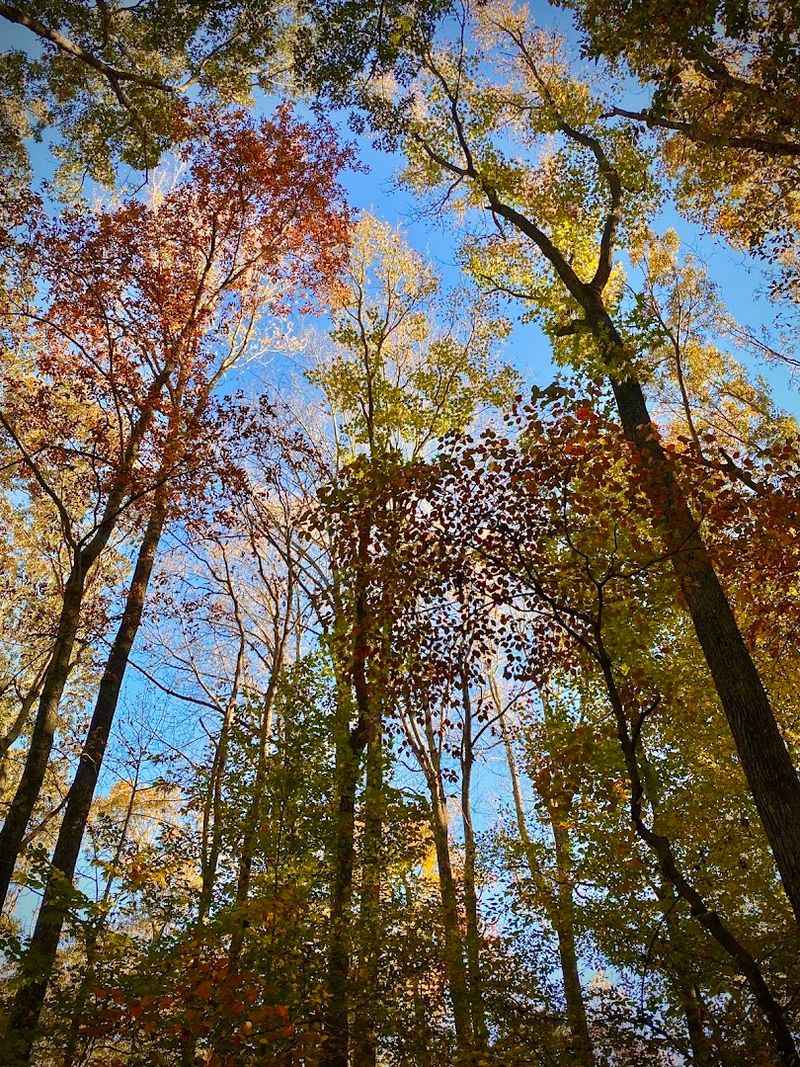 This Little-Known Maryland Arboretum Offers Miles Of Peaceful Trails ...