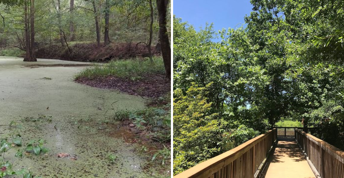 This 1,000-Acre Oklahoma Cypress Swamp Will Make You Feel Like You're ...