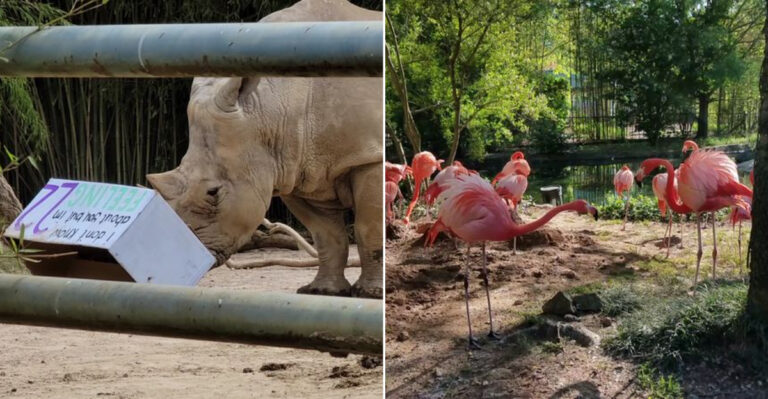 This Free Alabama Wild Animal Scavenger Hunt Sends Families Tracking ...