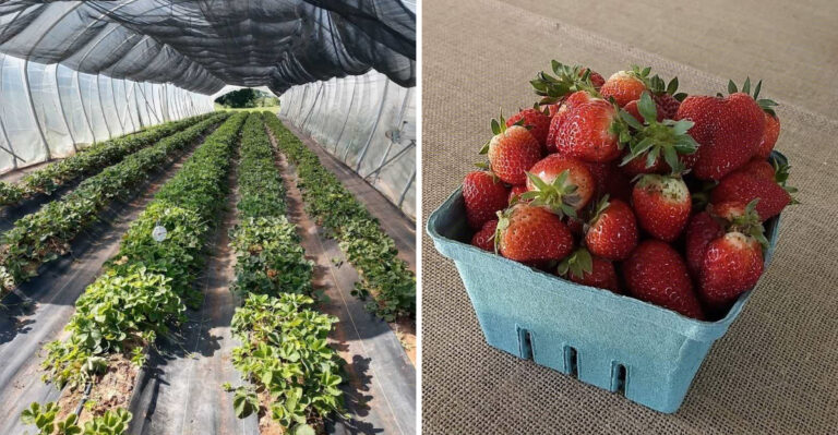 This Hidden 5-Generation Oklahoma Farm Lets You Pick Your Own Berries ...