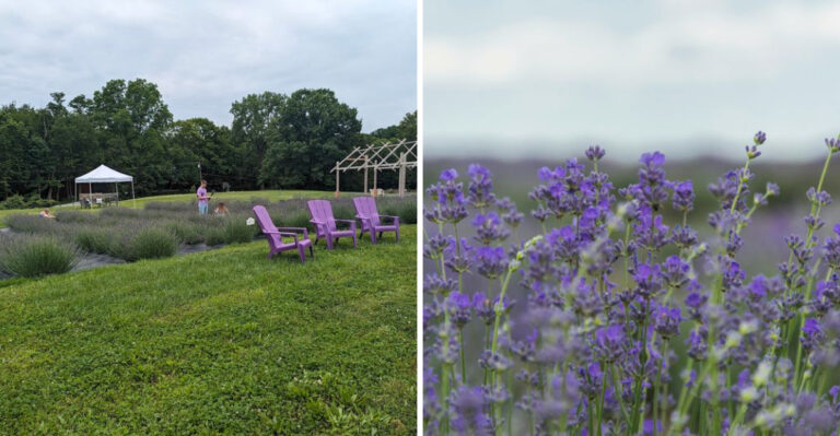 This Hidden Indiana Lavender Farm Smells Like Pure Heaven From The ...