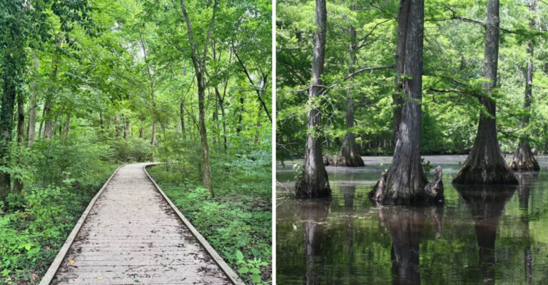 This Hidden Missouri Swamp Boardwalk Takes You Through A Cypress Forest ...
