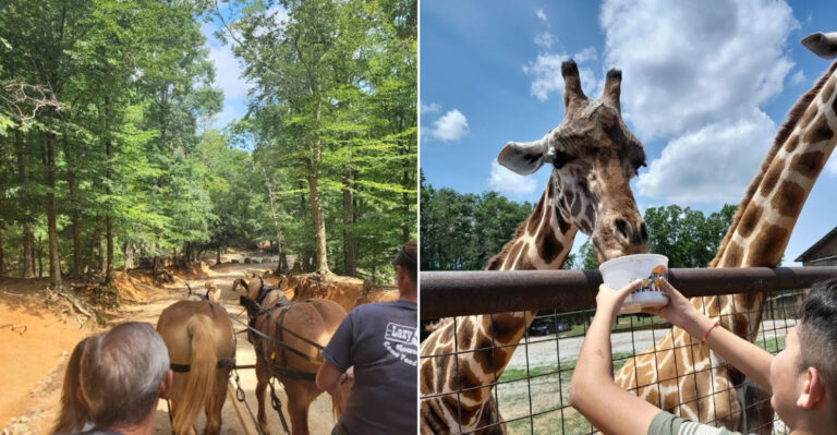 This Incredible North Carolina Drive-Through Safari Lets You Drive Past ...